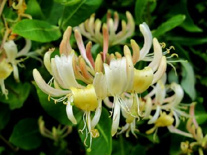 Lonicera caprifolium (orlovi nokti)