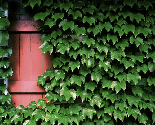 Parthenocissus tricuspidata (troprsta lozica)