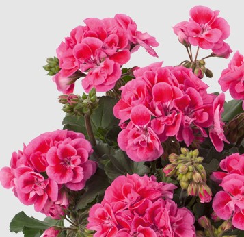 Muškatla stajaća roze šatirana – Pelargonium zonale ‘Claudio’