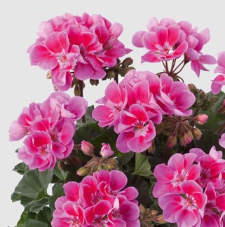 Muškatla stajaća lila šatirana – Pelargonium zonale ‘Raiko’