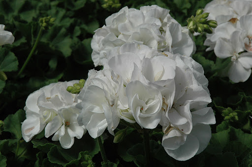 Muškatla bela stajaća – Pelargonium zonale ‘Isabella’