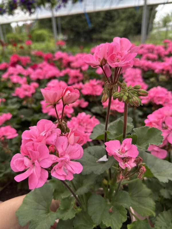 Muškatla bela stajaća – Pelargonium zonale ‘Isabella’