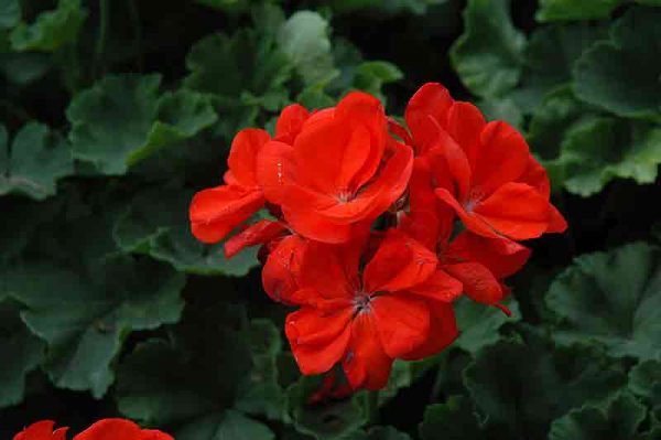 Muškatla narandžasta stajaća – Pelargonium zonale ‘Sylvia Orange’