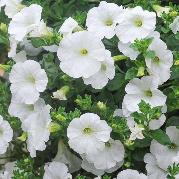 Petunia ‘Surfinia® White’ (Bela)