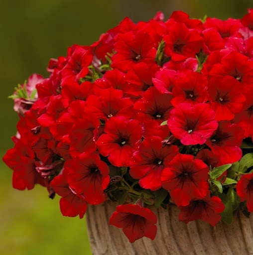 Petunia ‘Surfinia® Deep Red’ (Crvena)