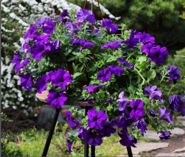 Petunia ‘Surfinia® Giant Blue’ (krupnocvetna ljubičasta)