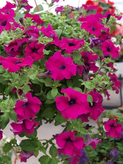 Petunia ‘Surfinia® Giant Purple’ (krupnocvetna ciklama)