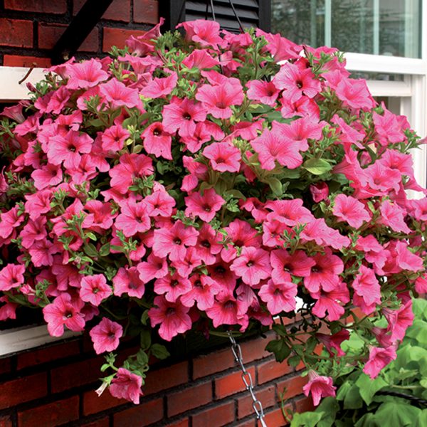 Petunia ‘Surfinia® Hot Pink’ (intenzivno roze)