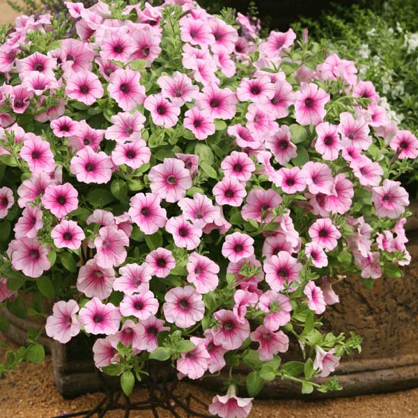 Petunia ‘Surfinia® Pink Vein’ (Roze vena)