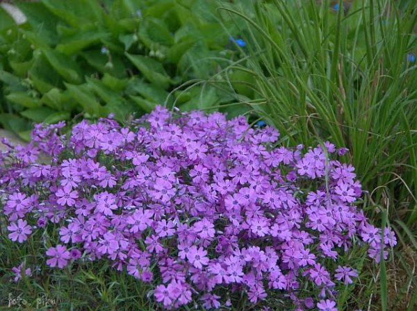 Phlox subulata (puzavi plamenac)