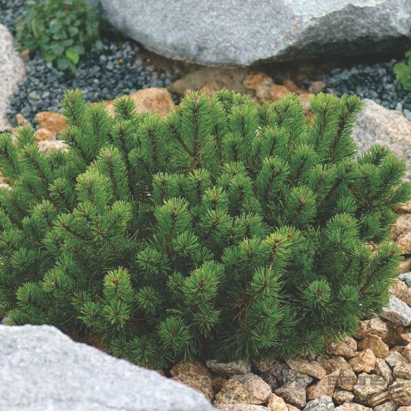 Pinus Mugo ‘Pumilio’
