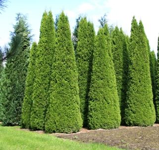 Thuja occ. ‘Smaragd’