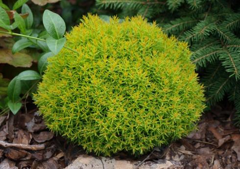 Thuja occidentalis ‘Anniek’ (Patuljasta tuja)