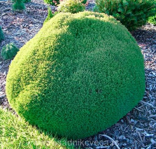 Thuja occidentalis ‘Teddy’ (patuljasta tuja)