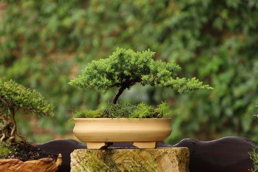 Bonsai drvo – A16