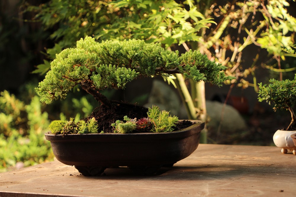 Bonsai drvce – BW3 (Black Water Edition)