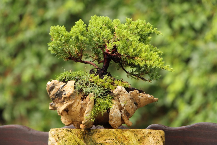 Bonsai drvce – R4