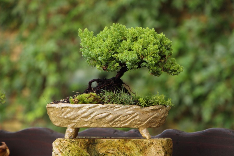 Bonsai drvo – BX2