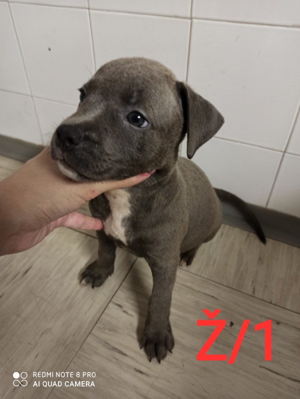 BLUE NOSE PIT BULL TERRIER stenci na prodaju