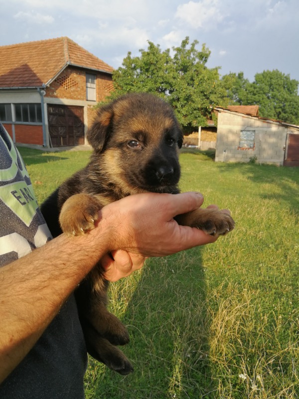 Stenci Nemackog Ovcara