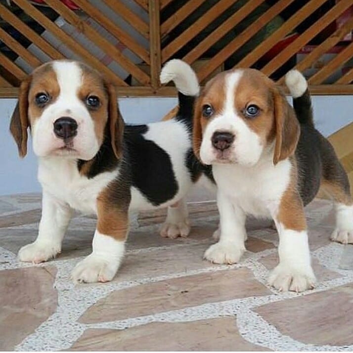 Dostupni štenad Beagle