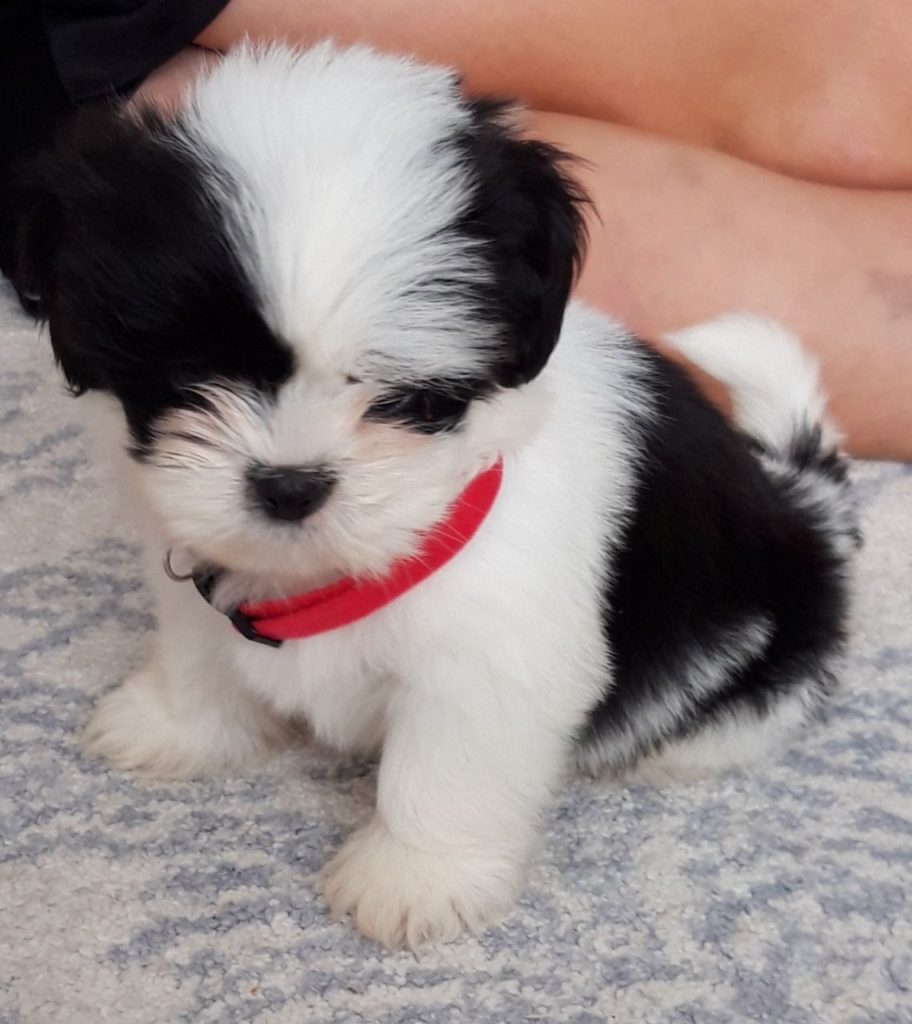 Prodaje se prekrasna Shih Tzu.