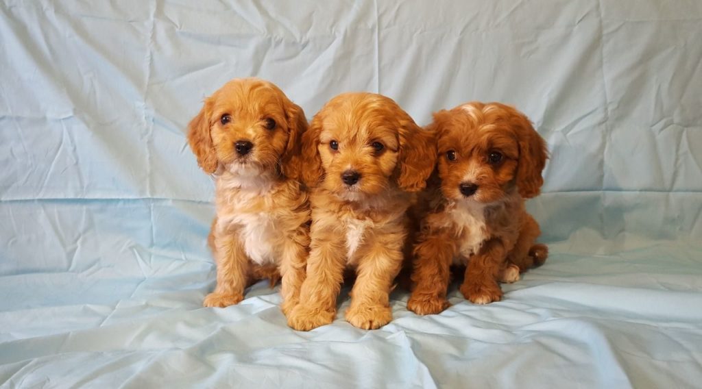 Cute Cavapoo puppies available.