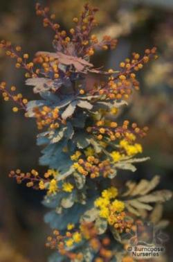 Acacia baileyana purpurea - Purple fernleaf