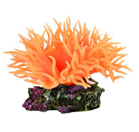 Koral na kamenu, narandzasti, 8 cm