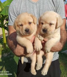 Labrador retriver prelepi žuti štenci