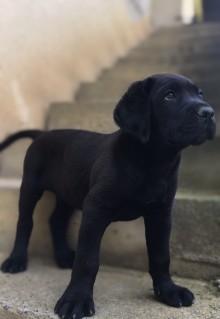 Cane corso