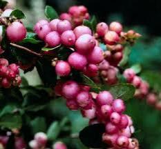 Symphoricarpos rose-Biserak roze