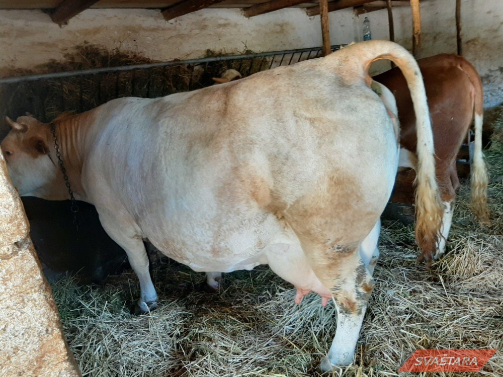 Steona krava na prodaju