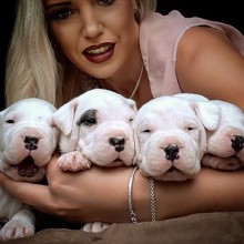 Dogo argentino vrhunski štenci