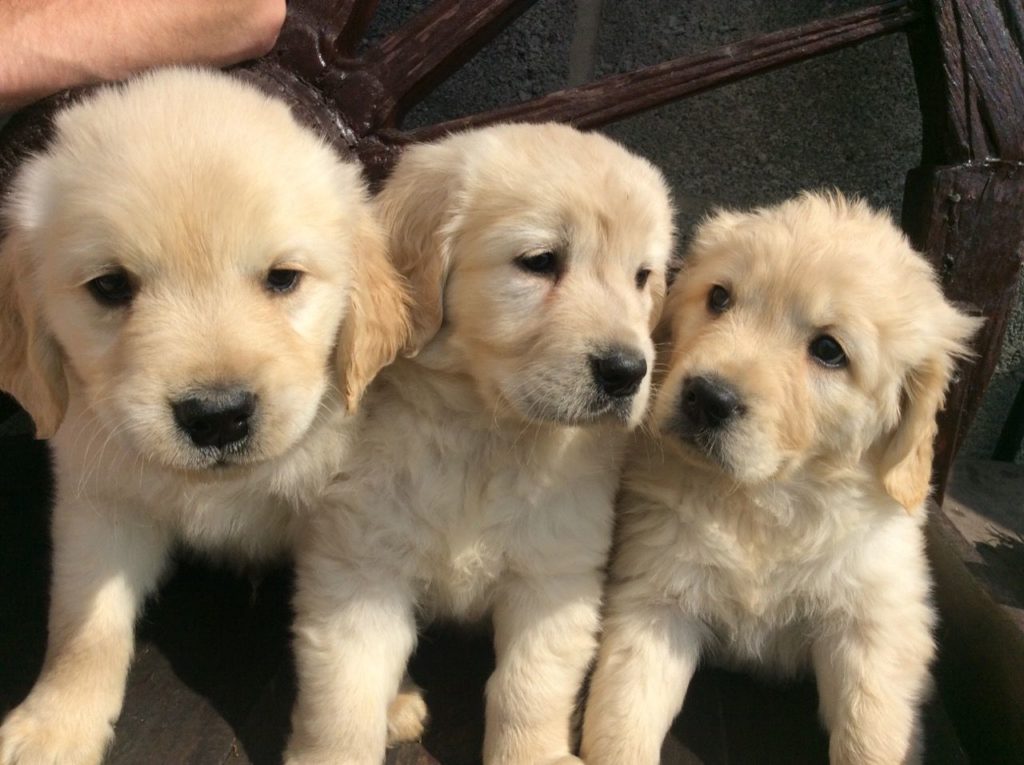 Štene Golden Retriever štenad na prodaju