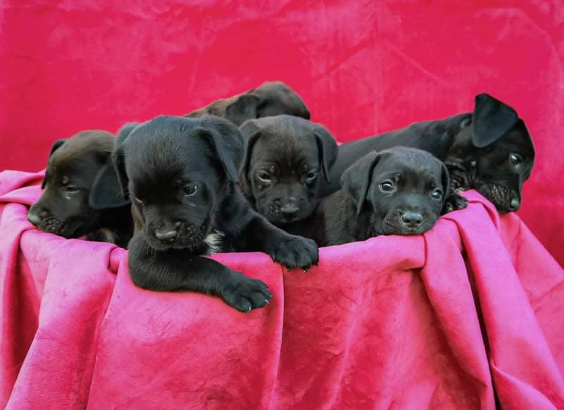 Cane corso stenci