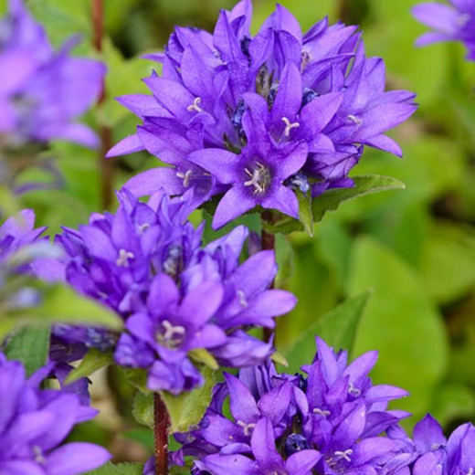 Kampanula glomerata,zvončić