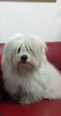 Coton de tulear, mlad pas