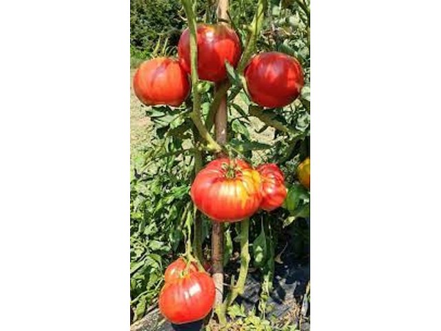 Seme Ruskog paradajza Siberia