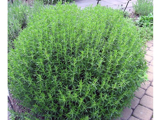 ČUBAR (Satureja hortensis) - 50 SEMENA
