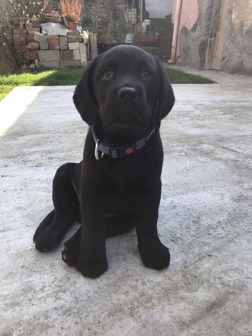 Labrador Retriver, žensko štene