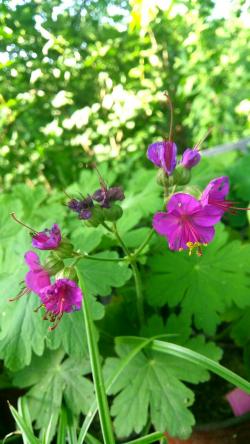 Geranium macrorrhizum