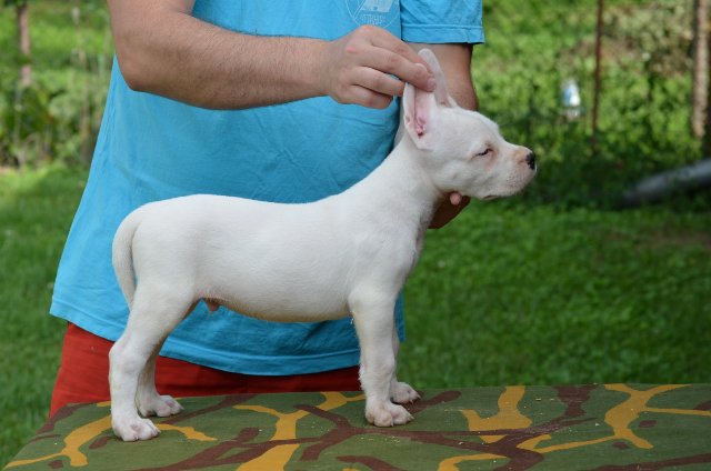 Dogo Argentino, štenci