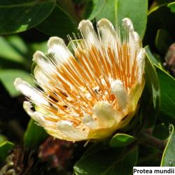 Protea mundii - 5 semenki