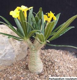 Pachypodium rosulatum ssp. cactipes- 5 semenki