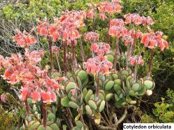 Cotyledon orbiculata - 20 semenki