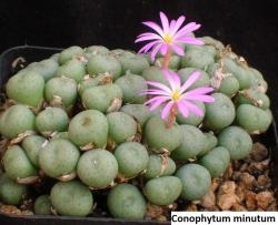 Conophytum minutum - 20 semenki