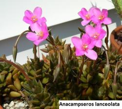 Anacampseros lanceolata - 20 semenki