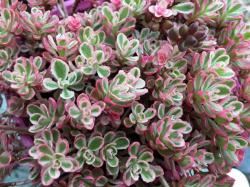 SEDUM SPURIUM TRICOLOR