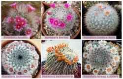 Mammillaria mix - 10 semenki